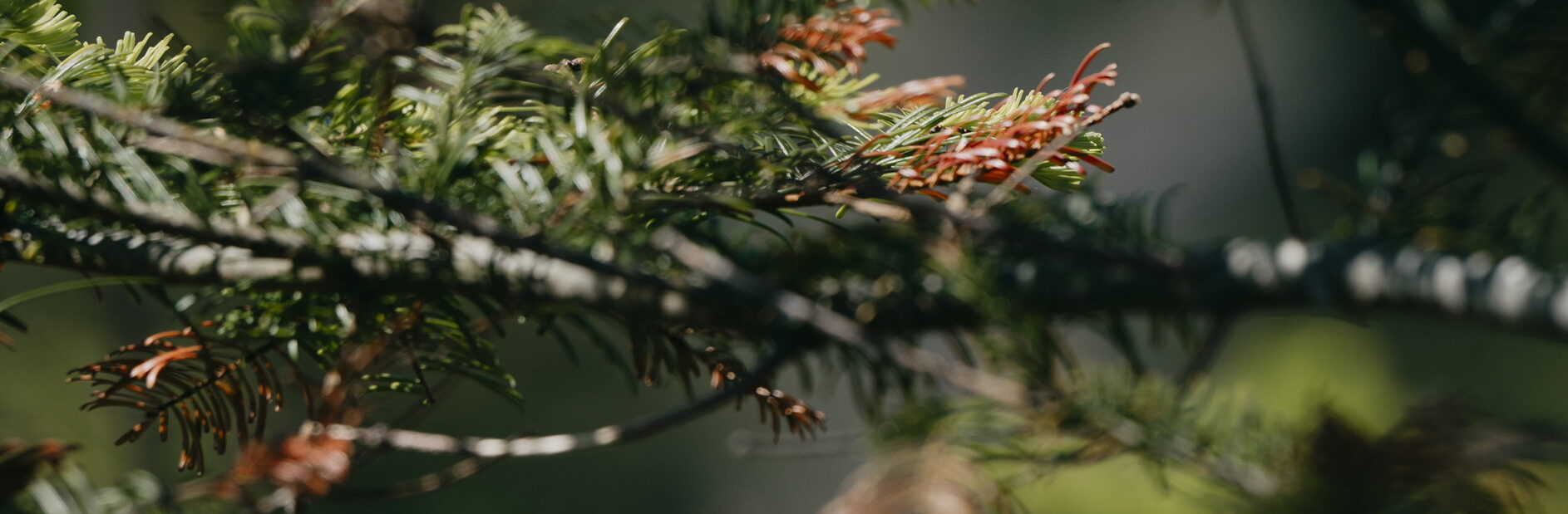 Pender Islands Conservancy - Pender Island Chamber of Commerce